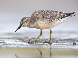 Red Knot - eBird