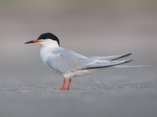 Roseate Tern - eBird