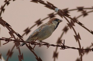 Somali Sparrow - Passer castanopterus - Birds of the World