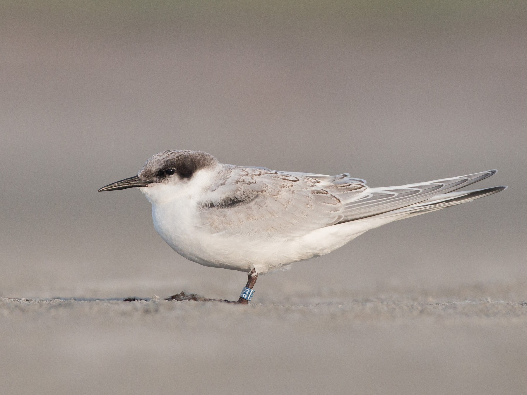 Roseate Tern - eBird