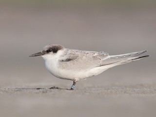 Roseate Tern - eBird
