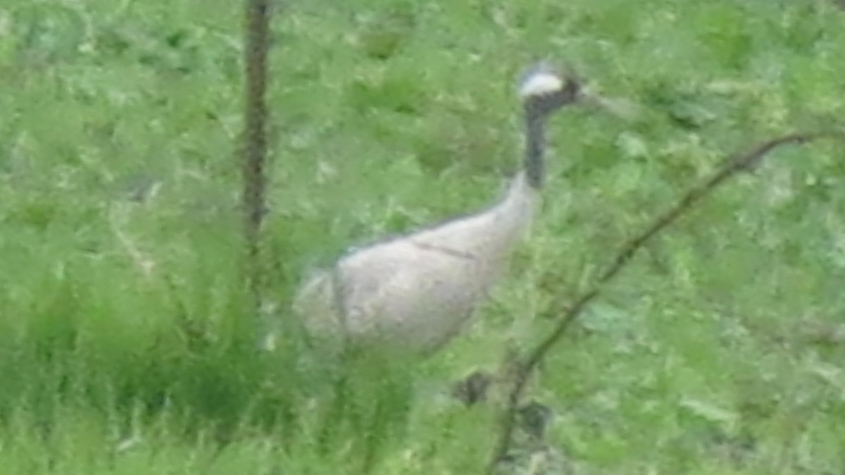 eBird Checklist - 27 Apr 2021 - Samish Flats--Estes Rd - 8 species