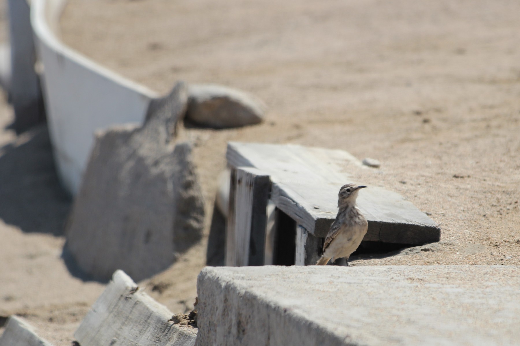 Common Miner (Coastal Desert) - eBird