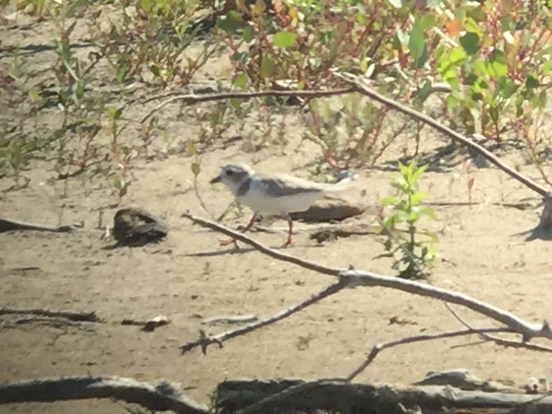 eBird Checklist - 21 Aug 2016 - Presque Isle SP--Gull Pt. - 36 species