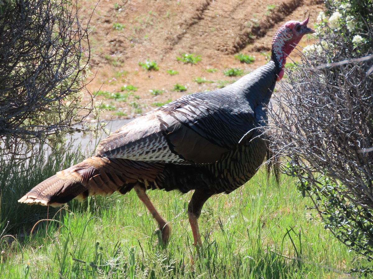 eBird Checklist - 27 Apr 2021 - Karuk survey - 35 species