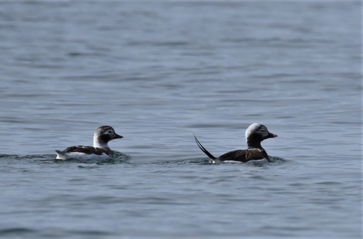 eBird Checklist - 28 Apr 2021 - Smith Island - 18 species (+1 other taxa)
