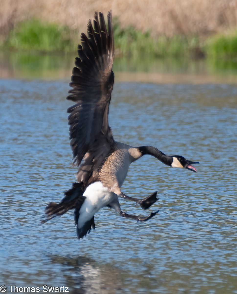 eBird Checklist - 29 Apr 2021 - Blue Springs Lake--Fleming Park Wetland ...
