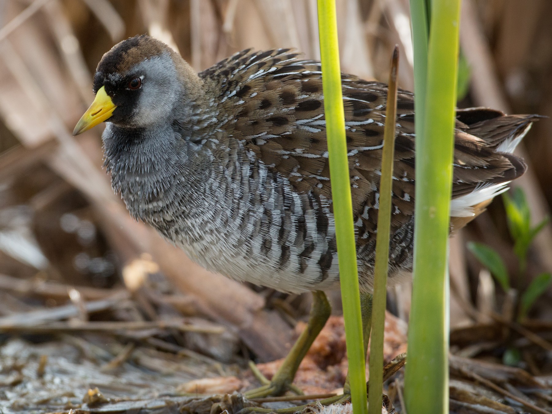 Sora - eBird