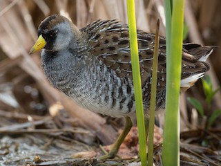 Sora - eBird