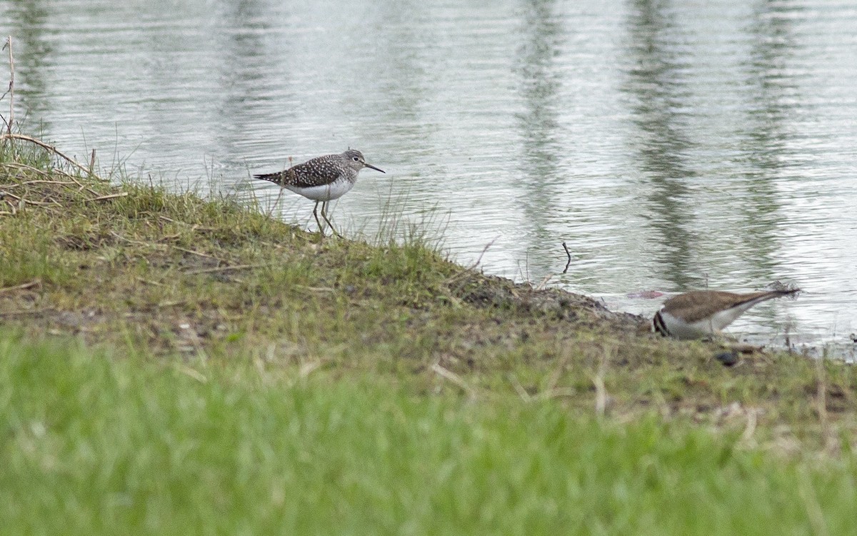 eBird Checklist - 17 Apr 2021 - Ohio State University--Waterman Farm ...