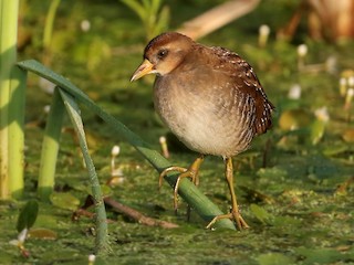 Sora - eBird