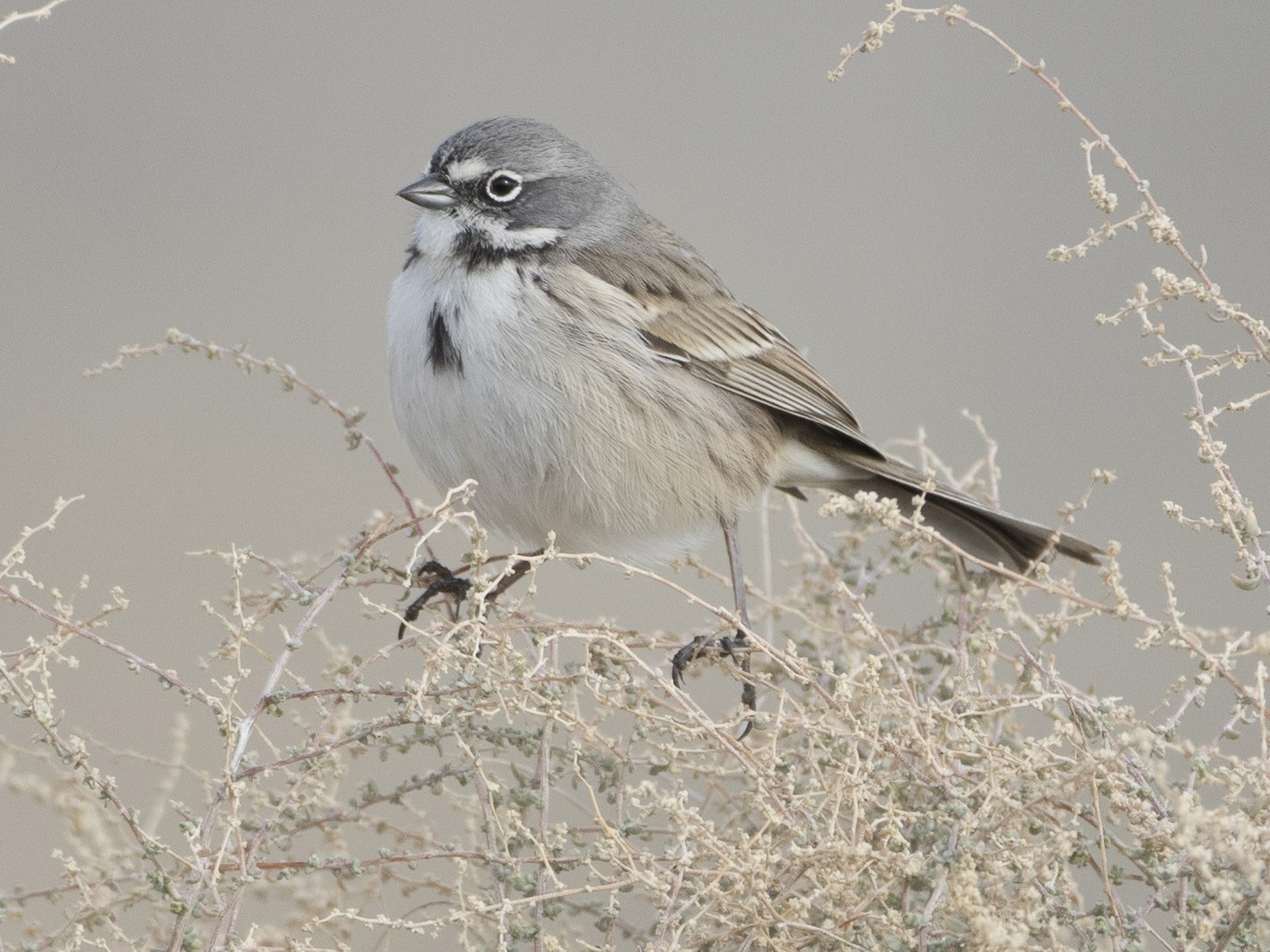 Bell's Sparrow - eBird