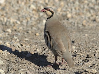 Chukar Partridge - eBird