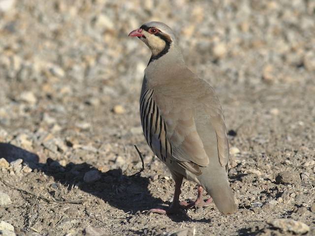 Chukar