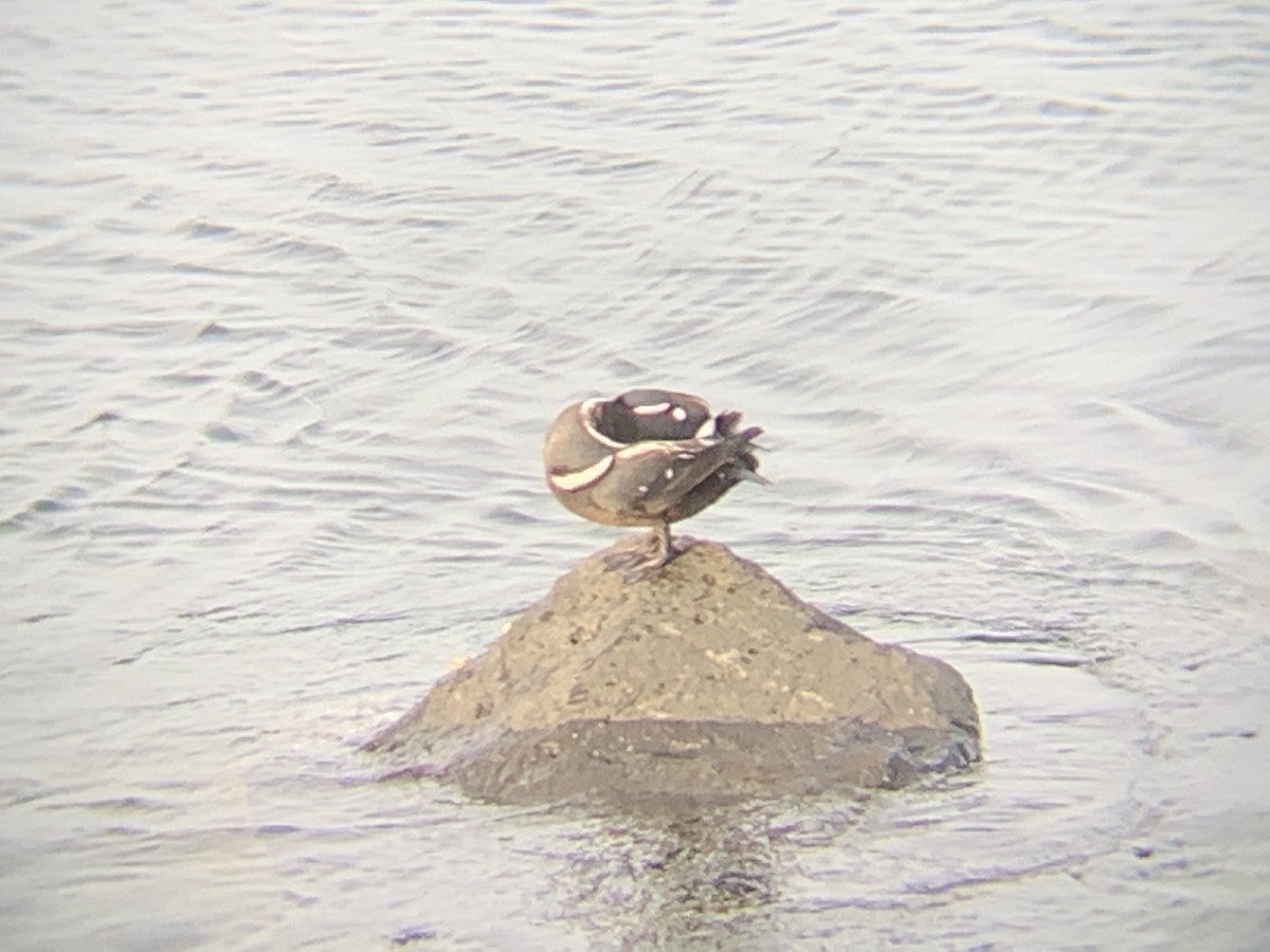 eBird Checklist - 29 Apr 2021 - Point Defiance Park--Dune Peninsula ...