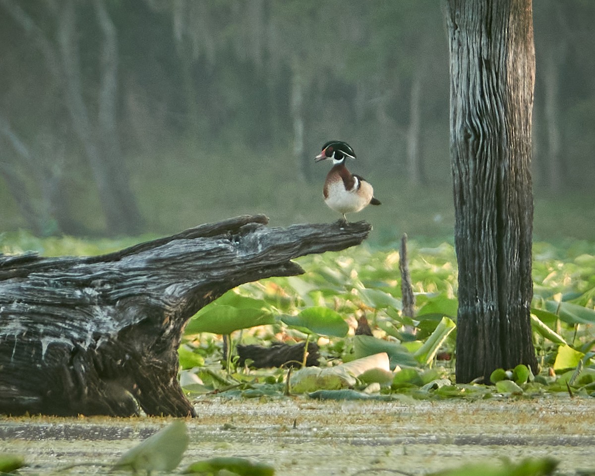 eBird Checklist - 30 Apr 2021 - Bystre Lake - 42 species