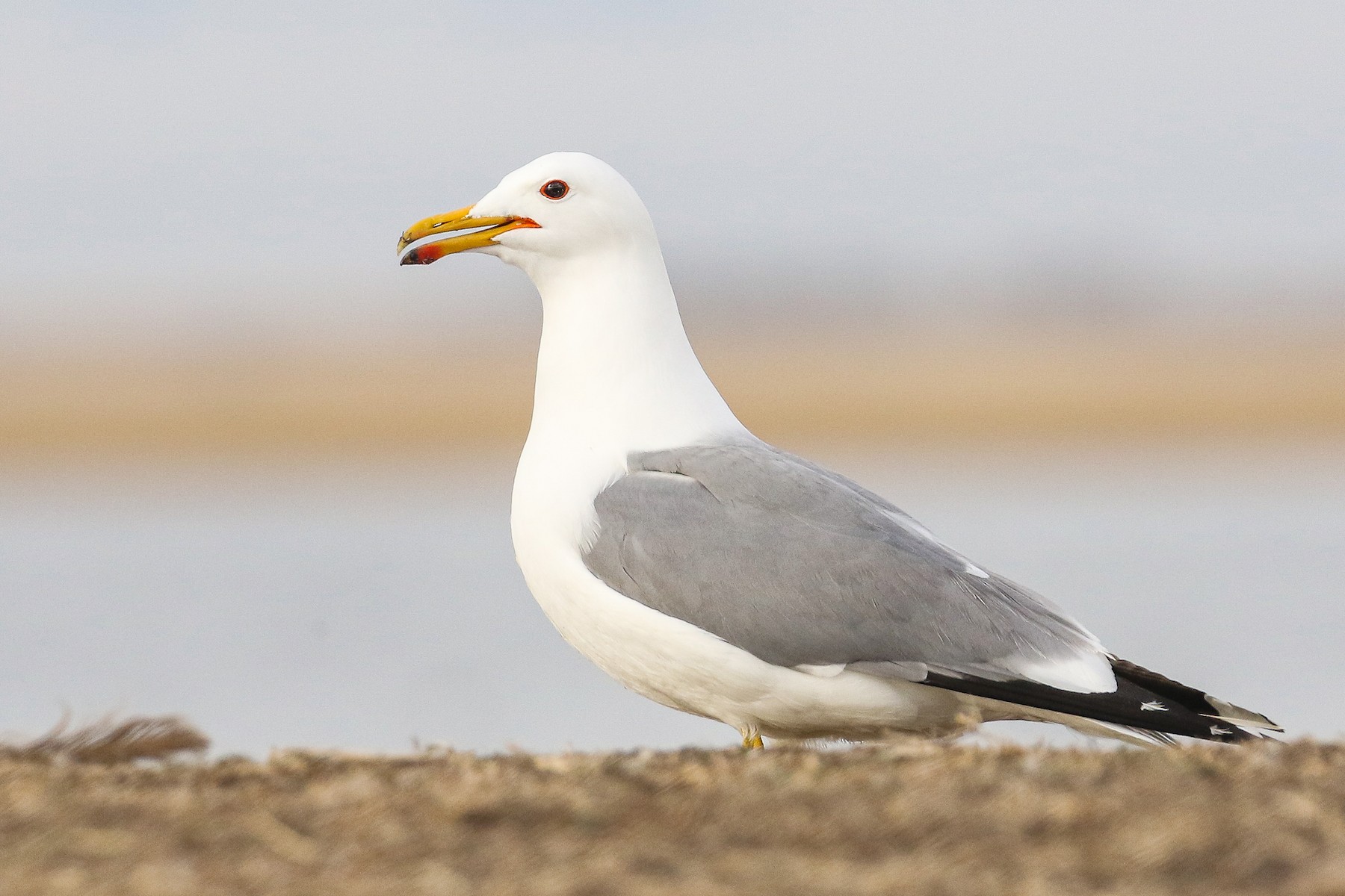 California Gull (albertaensis) - eBird