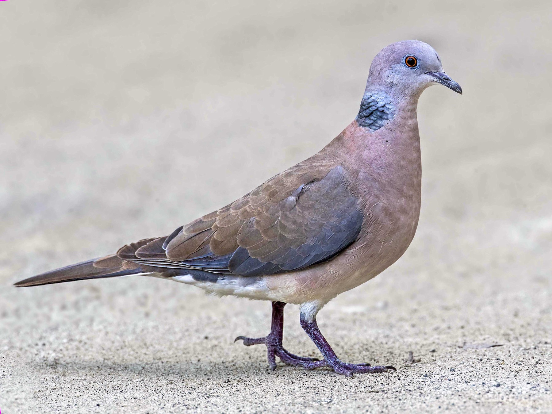 Philippine Collared-Dove - eBird