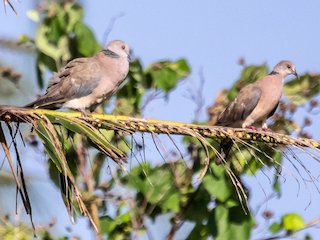 Philippine Collared Dove - eBird