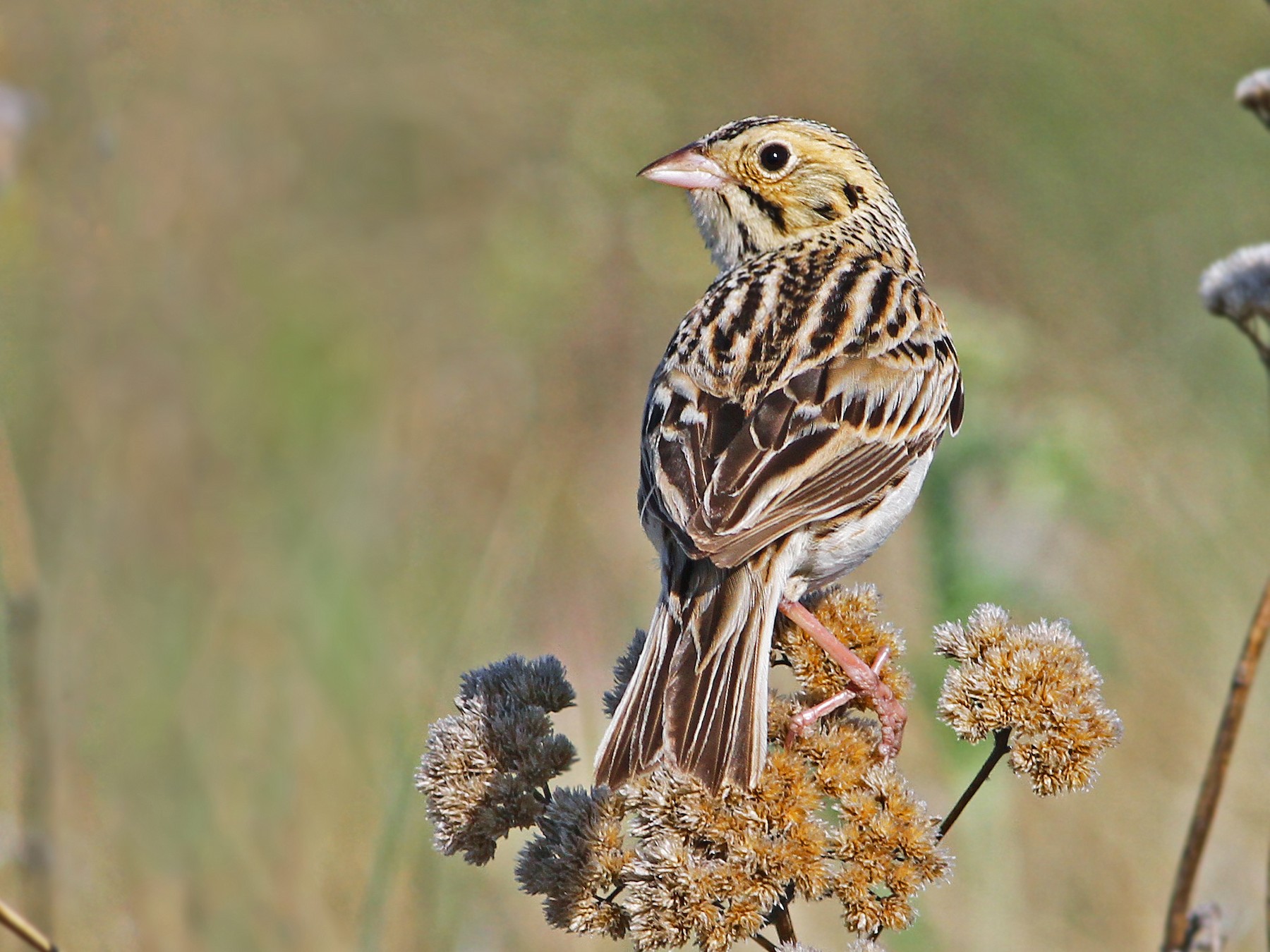 Baird's Sparrow - eBird