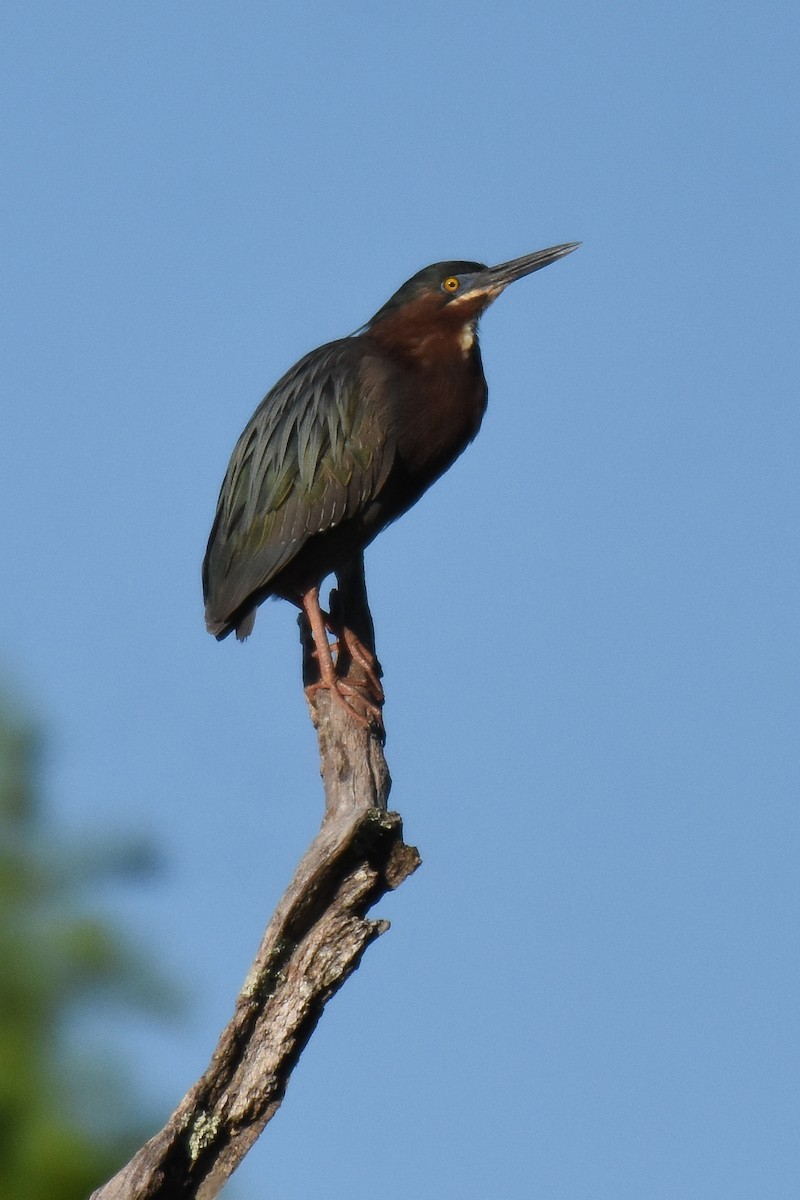 eBird Checklist - 1 May 2021 - Cowan's Ford Wildlife Refuge - 34 species