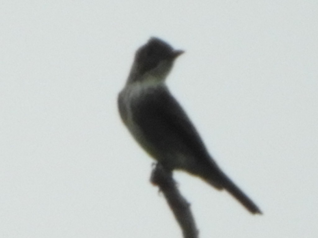 eBird Checklist - 29 Apr 2021 - Prairie Creek Park (Collin Co. portion ...