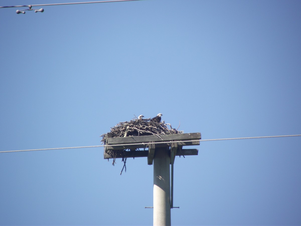 eBird Checklist - 26 Apr 2021 - Sandy Camp Road Wetlands - 15 species