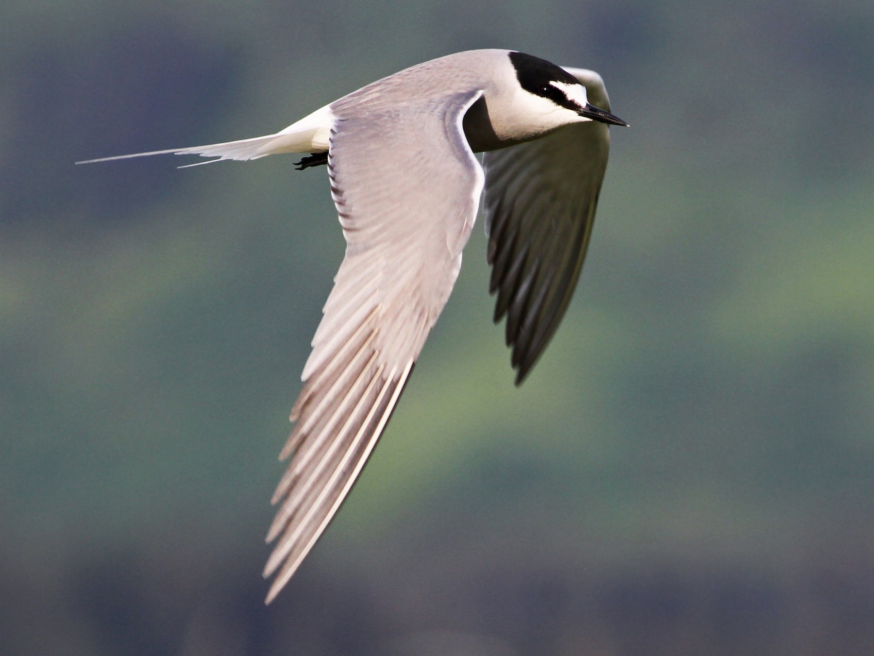 Aleutian Tern - eBird