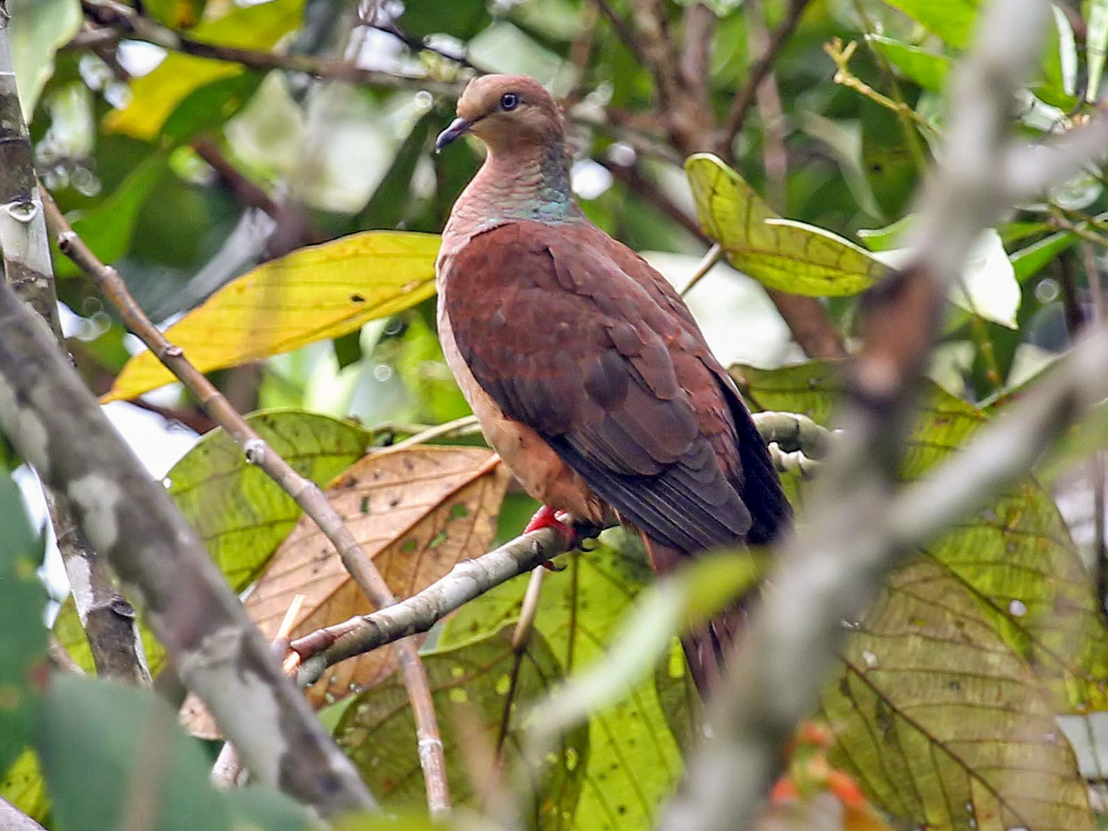 Sultan's Cuckoo-Dove - eBird
