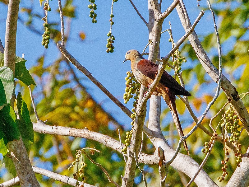 Sultan's Cuckoo-Dove - eBird