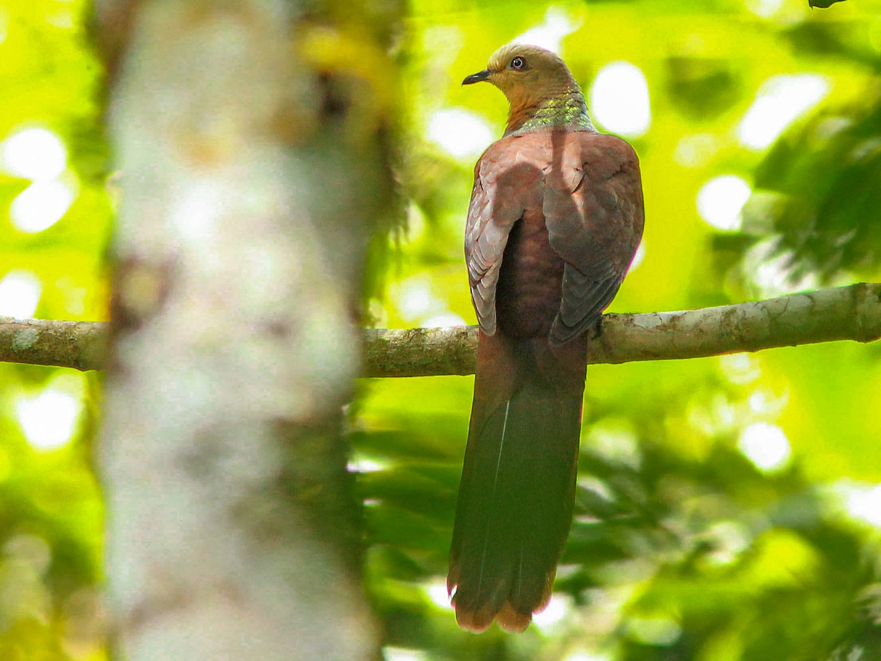 Sultan's Cuckoo-Dove - eBird