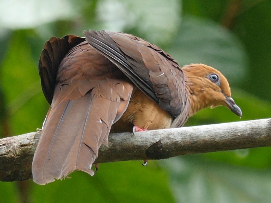 Sultan's Cuckoo-Dove - eBird