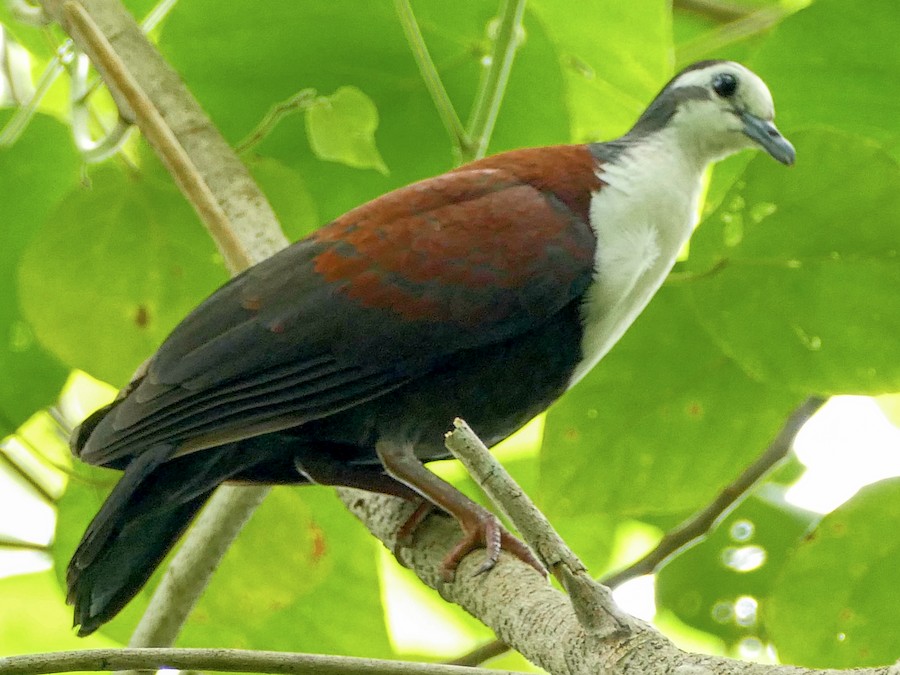 White-fronted Ground Dove - eBird
