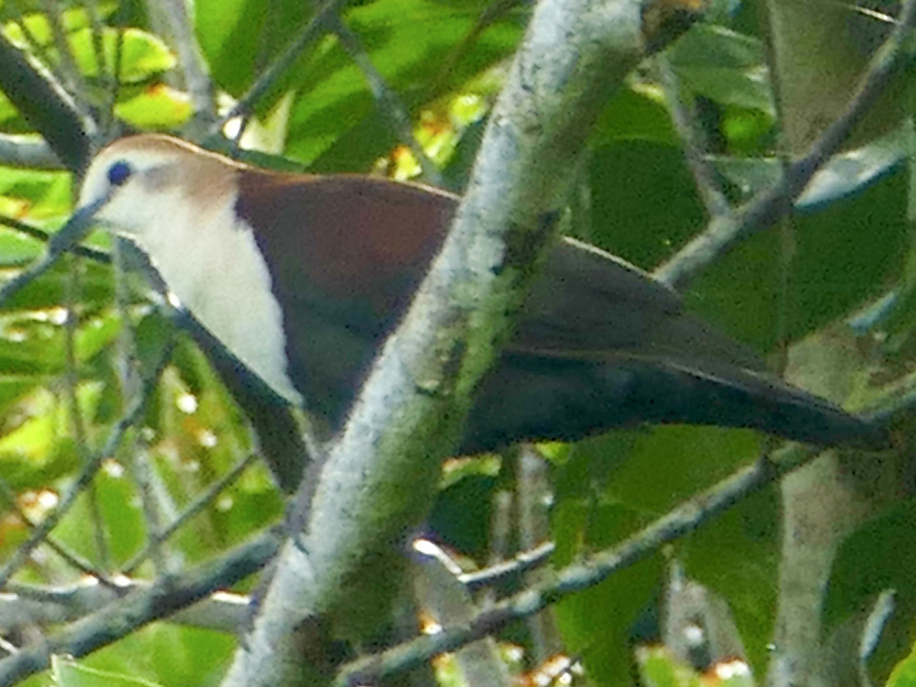 White-throated Ground Dove - eBird