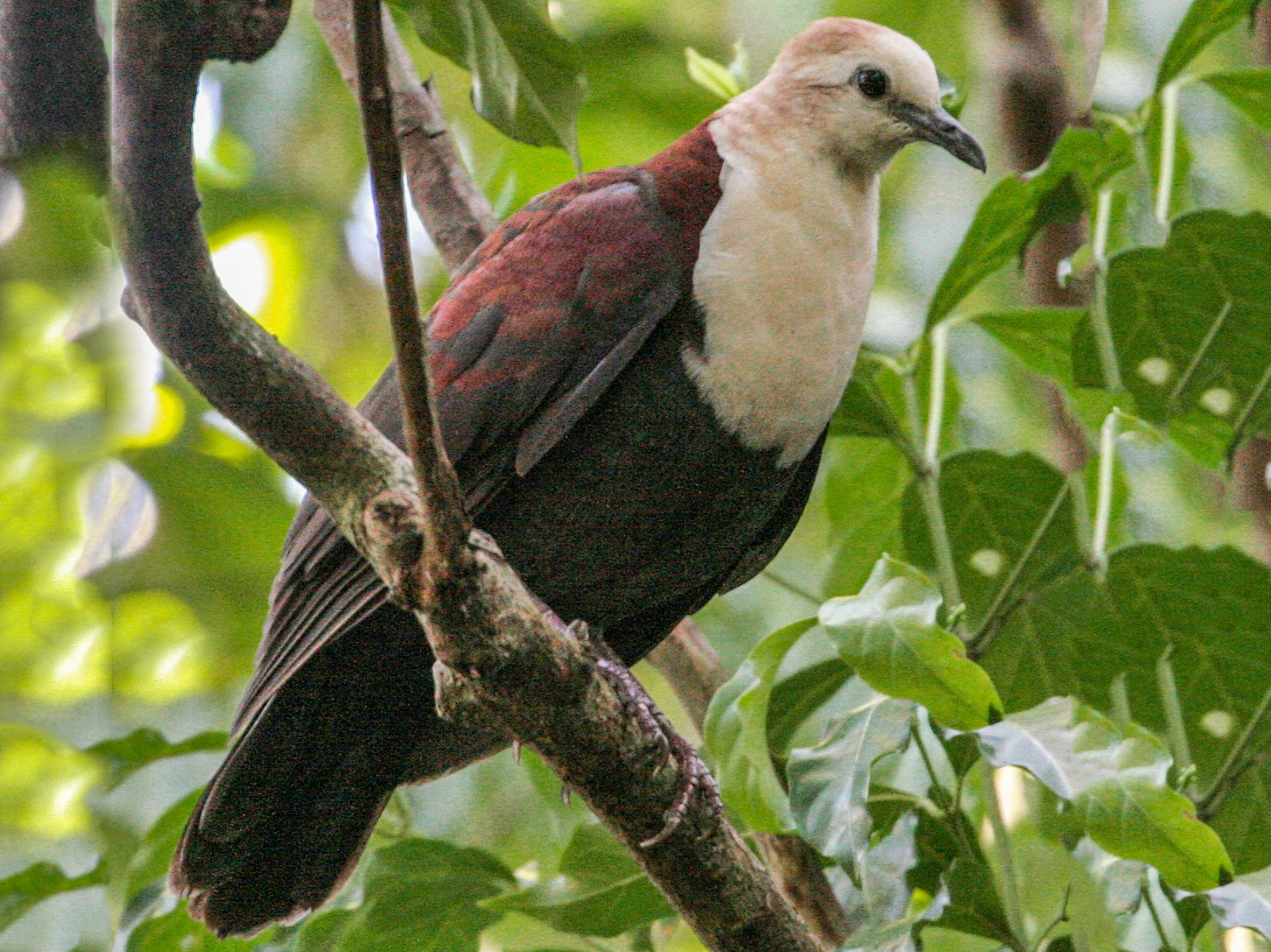White-throated Ground Dove - eBird