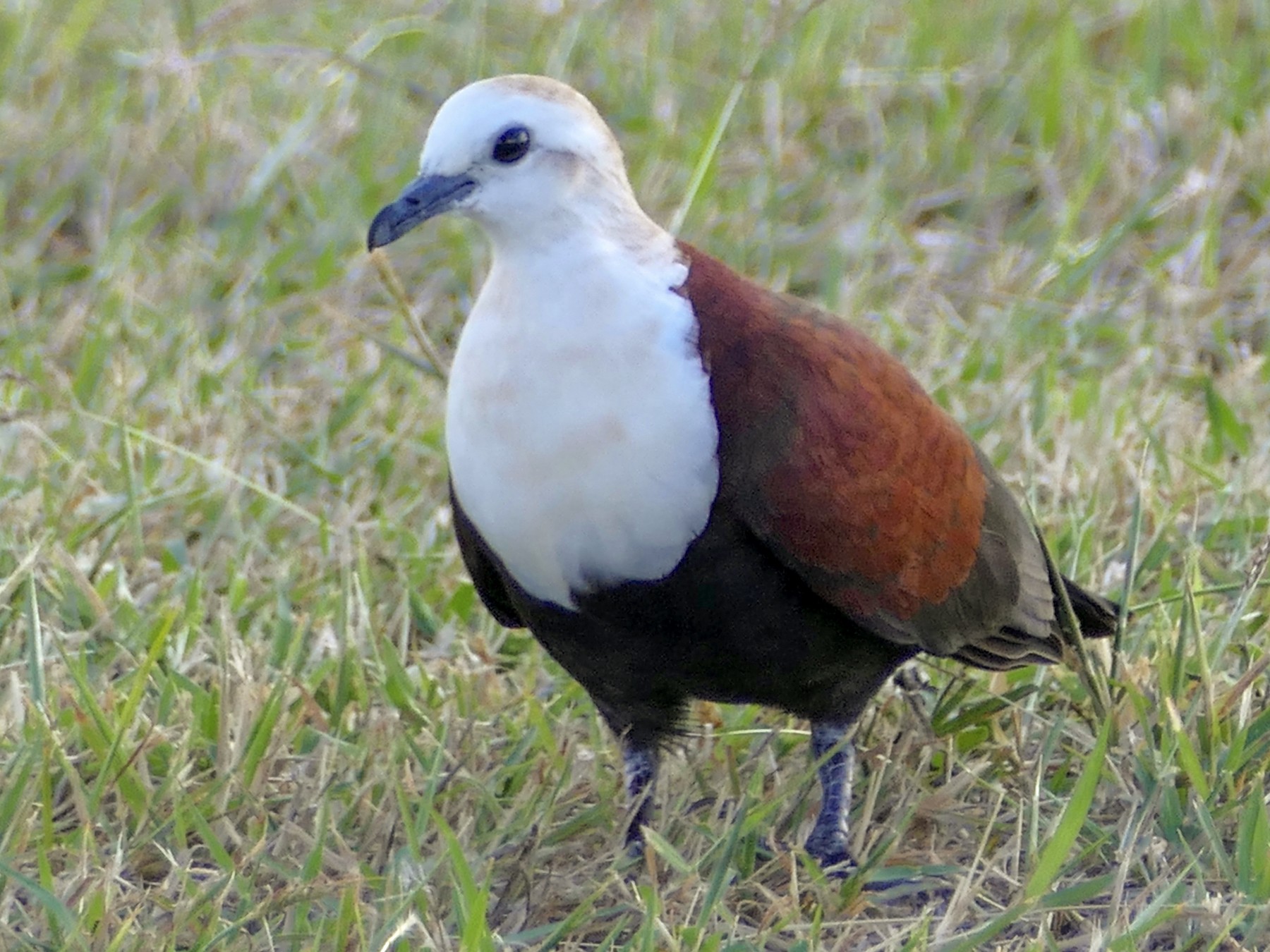 White-throated Ground Dove - eBird