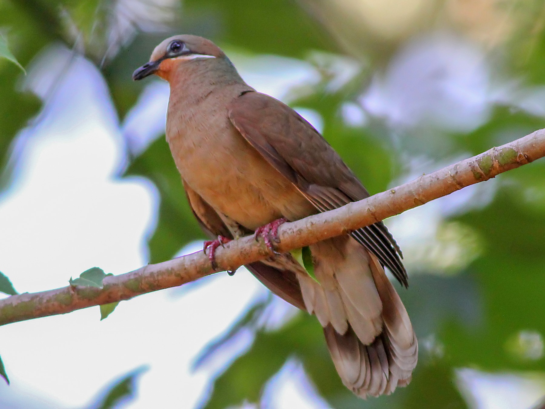 White-eared Brown-Dove - eBird