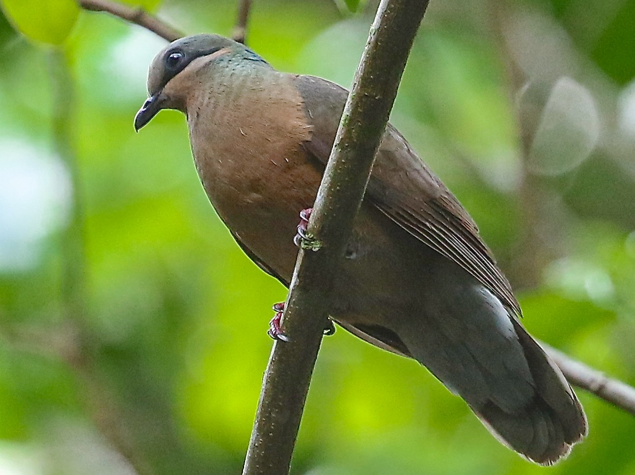 White-eared Brown Dove - eBird