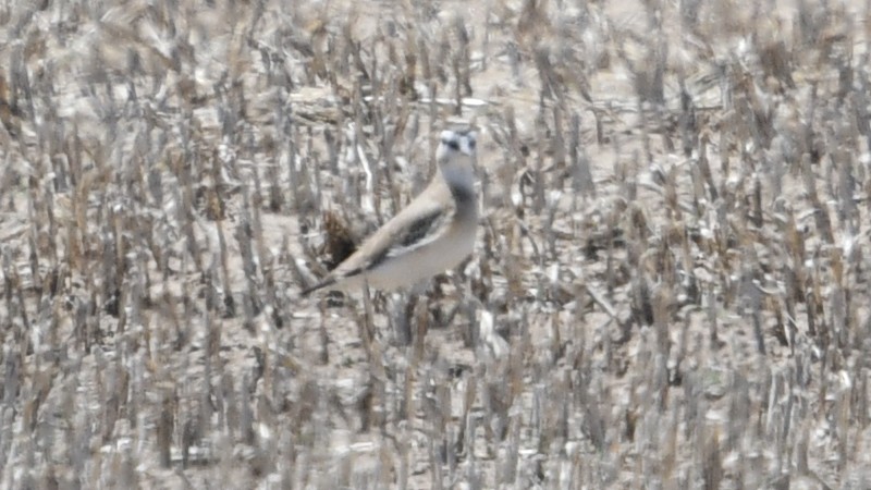 eBird Checklist - 30 Apr 2021 - Lincoln CR 3F--CR 41 to Hwy 43 - 8 species