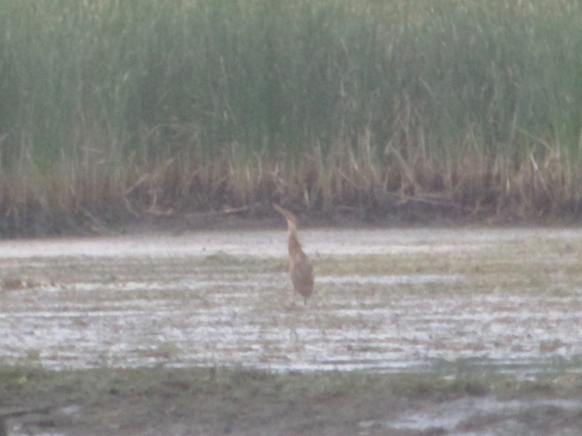 New Hampshire eBird Checklist - 25 Aug 2016 - River Trail off Mink ...