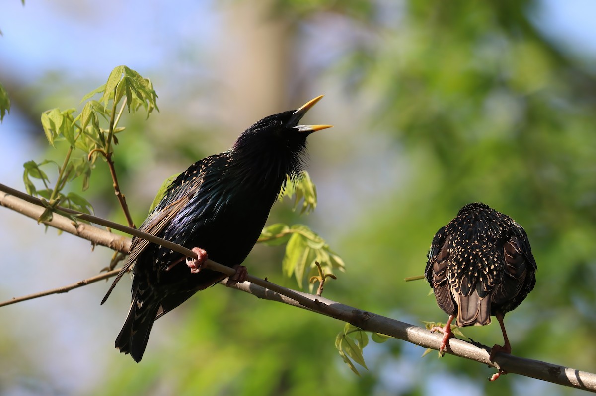 eBird Checklist - 3 May 2021 - Central Park--The Ramble - 54 species ...