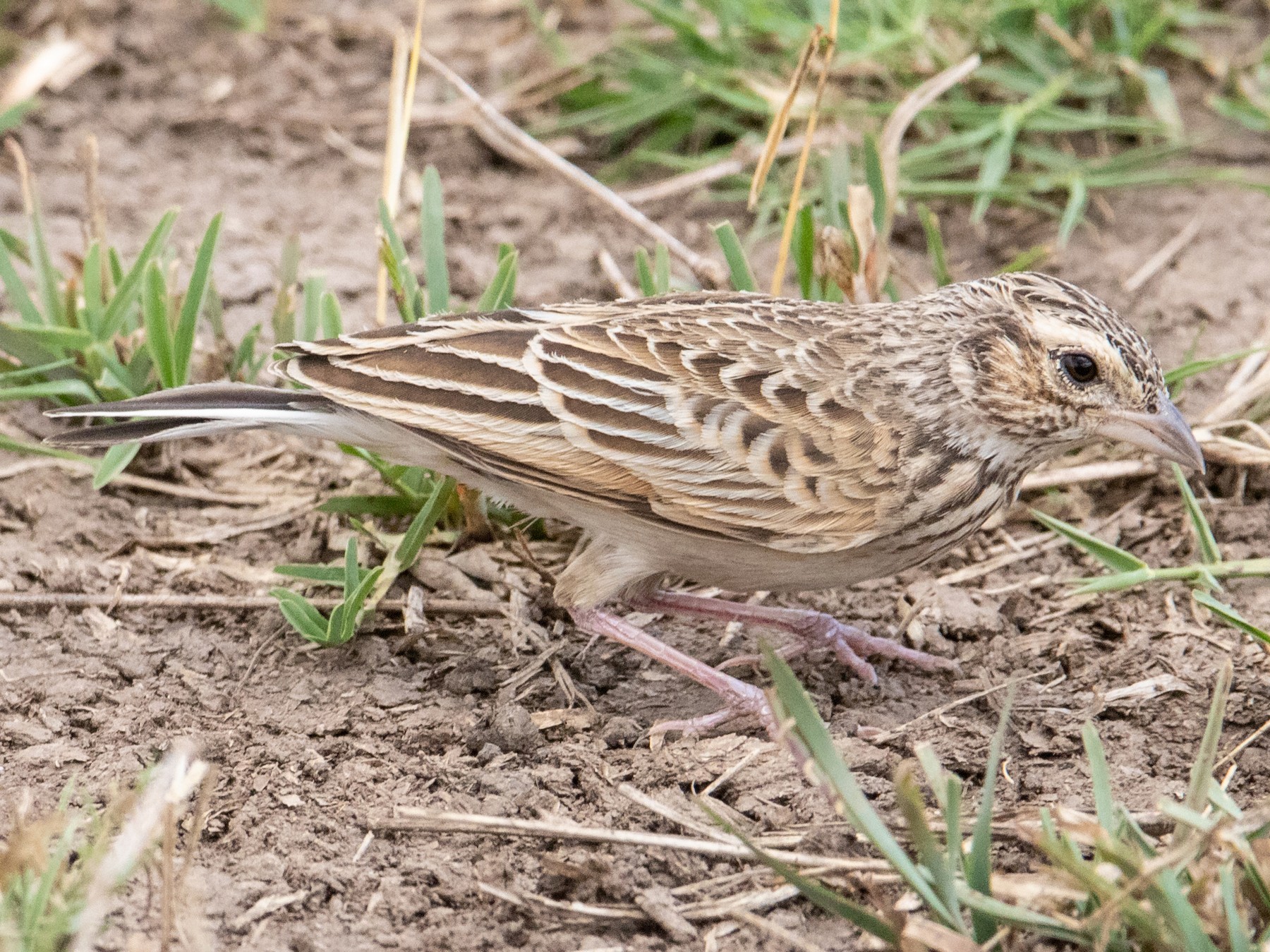 Melodious Lark - eBird