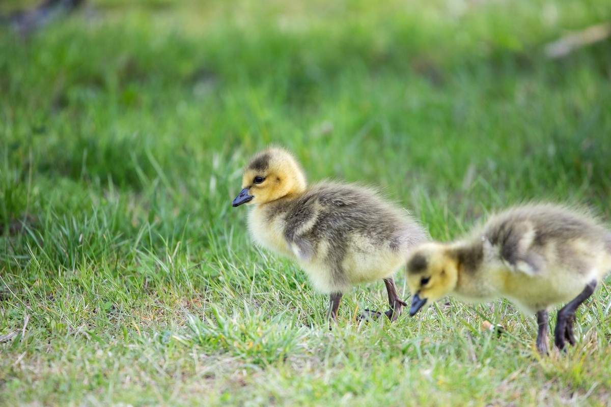 eBird Checklist - 3 May 2021 - Tifft Nature Preserve - 37 species