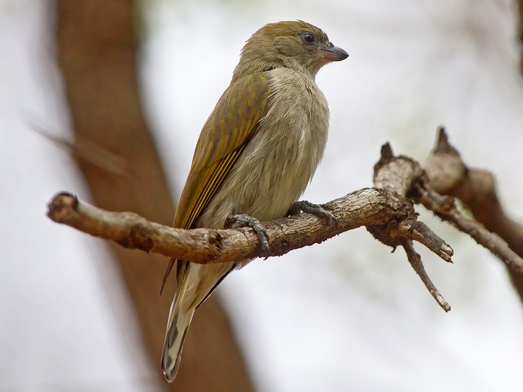Pallid Honeyguide - eBird