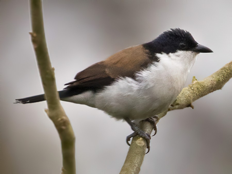 White-breasted Nigrita - eBird
