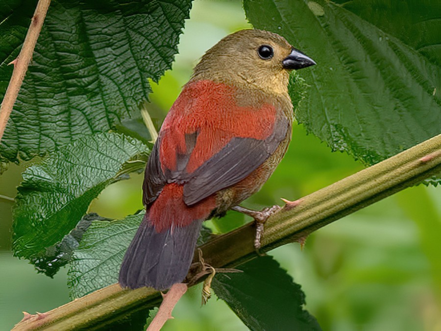Abyssinian Crimsonwing - eBird