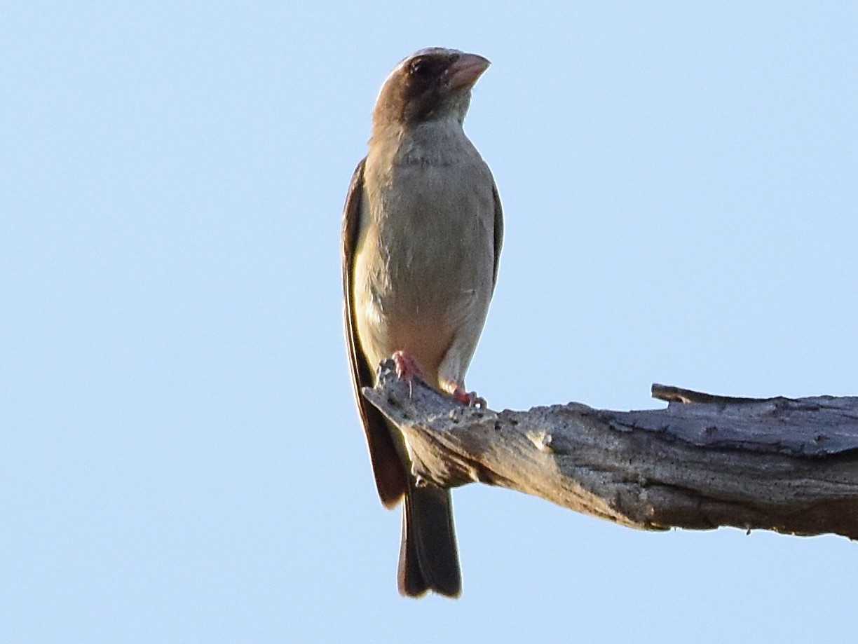 West African Seedeater - eBird