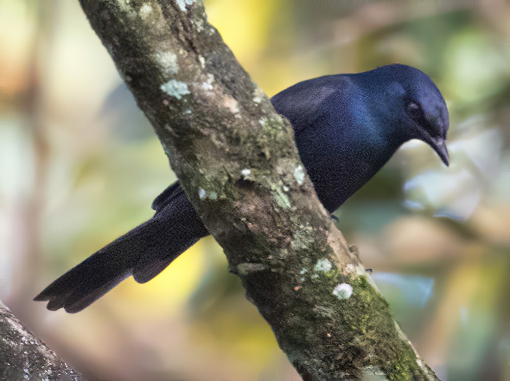 Stuhlmann's Starling - eBird