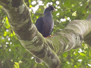 White-naped Pigeon - Columba albinucha - Birds of the World