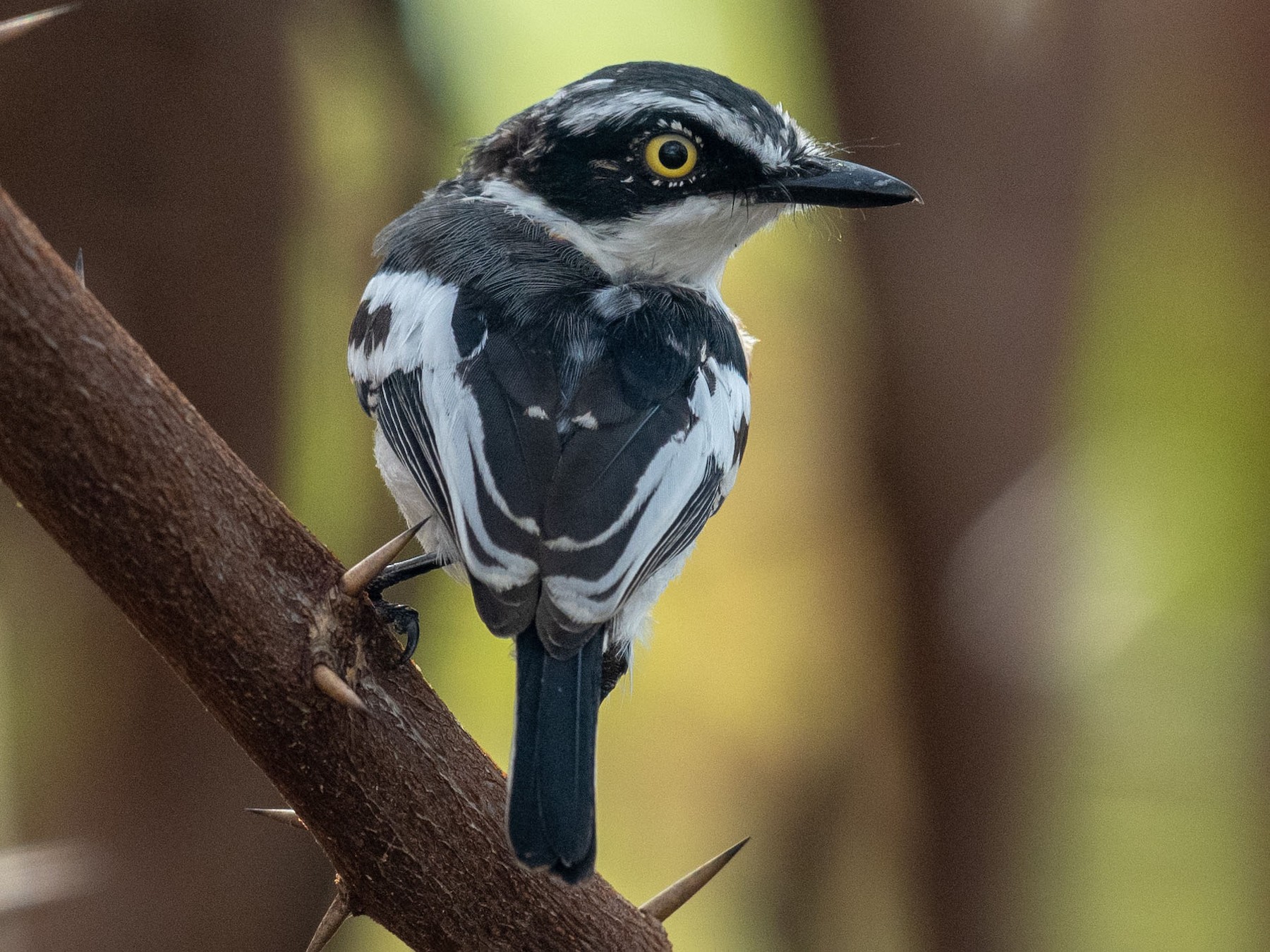 Eastern Black-headed Batis - eBird